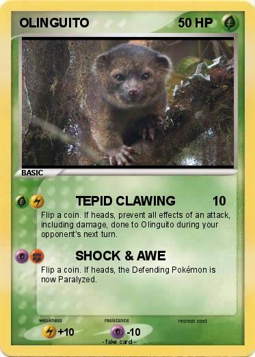 Baby Olinguito New Carnivore Discovered, Rare With Teddy Bear Looks