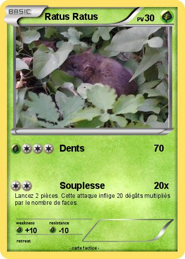 Pokémon Ratus Ratus - Dents - Ma carte Pokémon