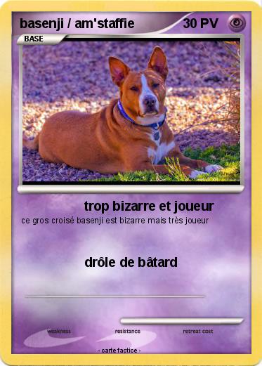 Pokémon basenji am staffie - trop bizarre et joueur - Ma carte Pokémon