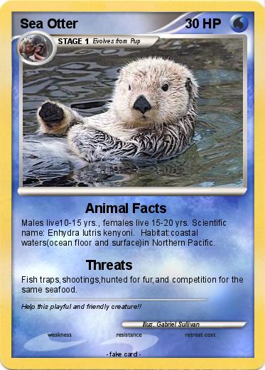 Pokémon Sea Otter 8 8 - Animal Facts - My Pokemon Card