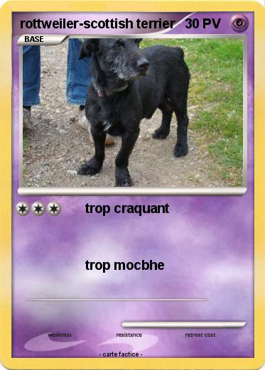 Pokémon rottweiler scottish terrier - trop craquant - Ma carte Pokémon