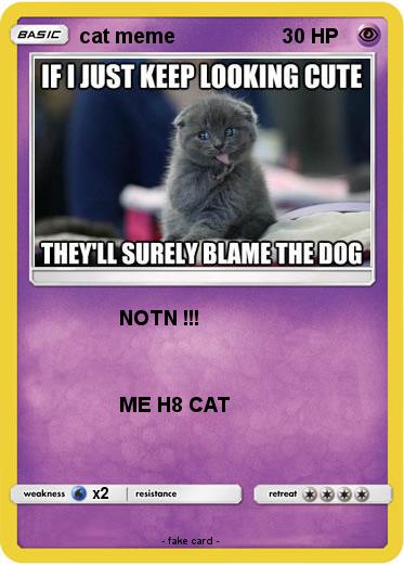 Pokémon cat meme 8 8 - NOTN !!! - My Pokemon Card