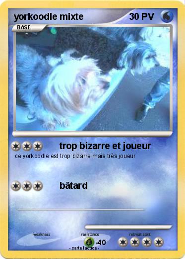 Pokémon yorkoodle - trop bizarre et joueur - Ma carte Pokémon