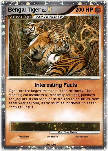 Pokémon Bengal Tiger 9 9 - Interesting Facts - My Pokemon Card