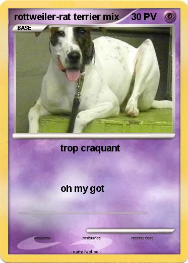 Pokémon rottweiler rat terrier mix - trop craquant - Ma carte Pokémon