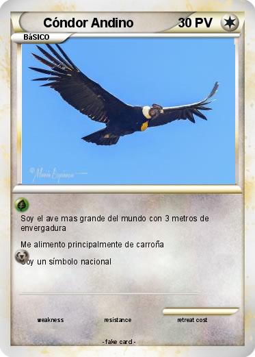 Pokémon Condor Andino - Mi carta pokémon