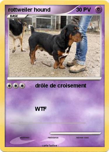Pokémon rottweiler hound - drôle de croisement - Ma carte Pokémon