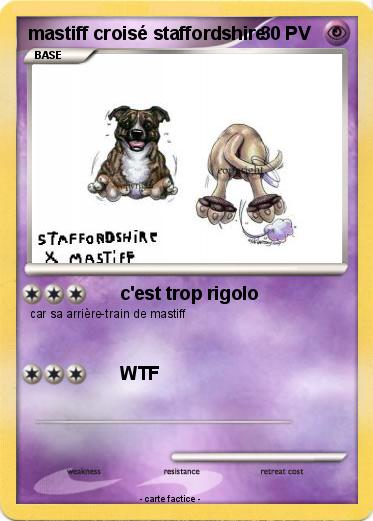Pokémon mastiff croise staffordshire 1 1 - c'est trop rigolo - Ma carte ...