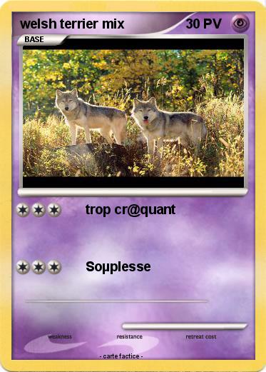 Pokémon welsh terrier mix 4 4 - trop cr@quant - Ma carte Pokémon