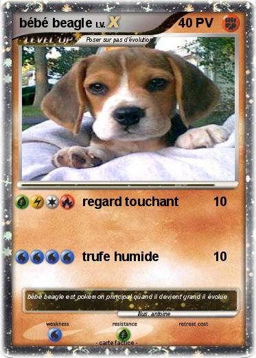 Pokémon bebe beagle - regard touchant - Ma carte Pokémon