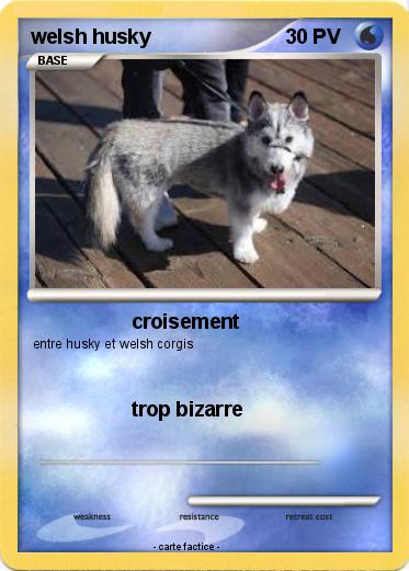 Pokémon welsh husky - croisement - Ma carte Pokémon